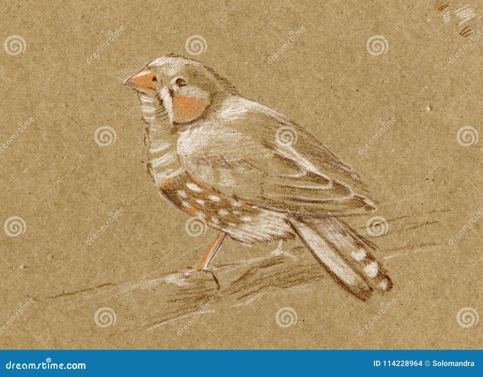 Bird Zebra Amadin Sits on a Branch Stock Photo - Image of fashion, beak ...