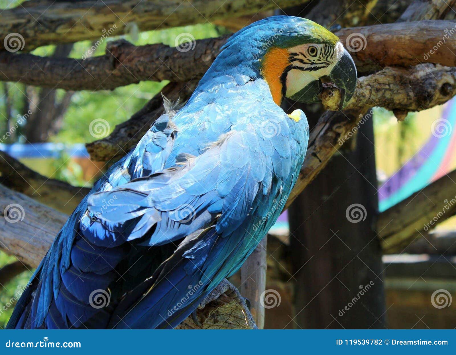 Bird at the zoo stock photo. Image of nature, animals - 119539782