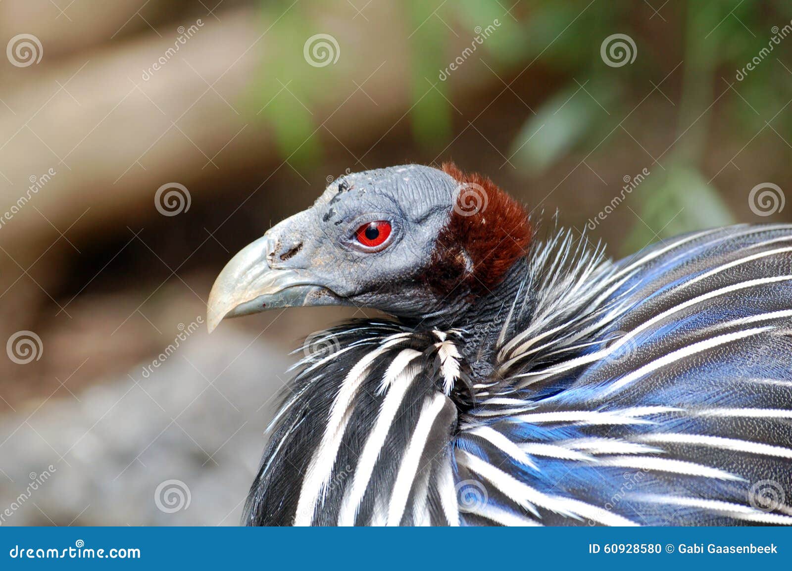 Bird in the Zoo on Lanzarote Stock Photo - Image of head, bird: 60928580