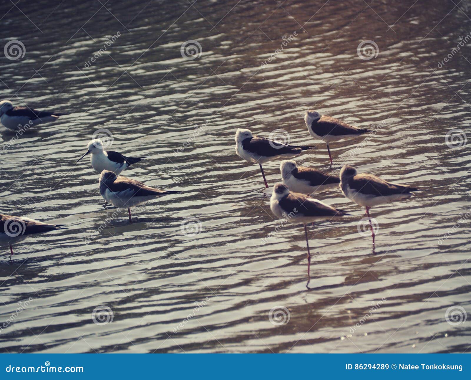 Bird stock image. Image of river, bird, animal - 86294289