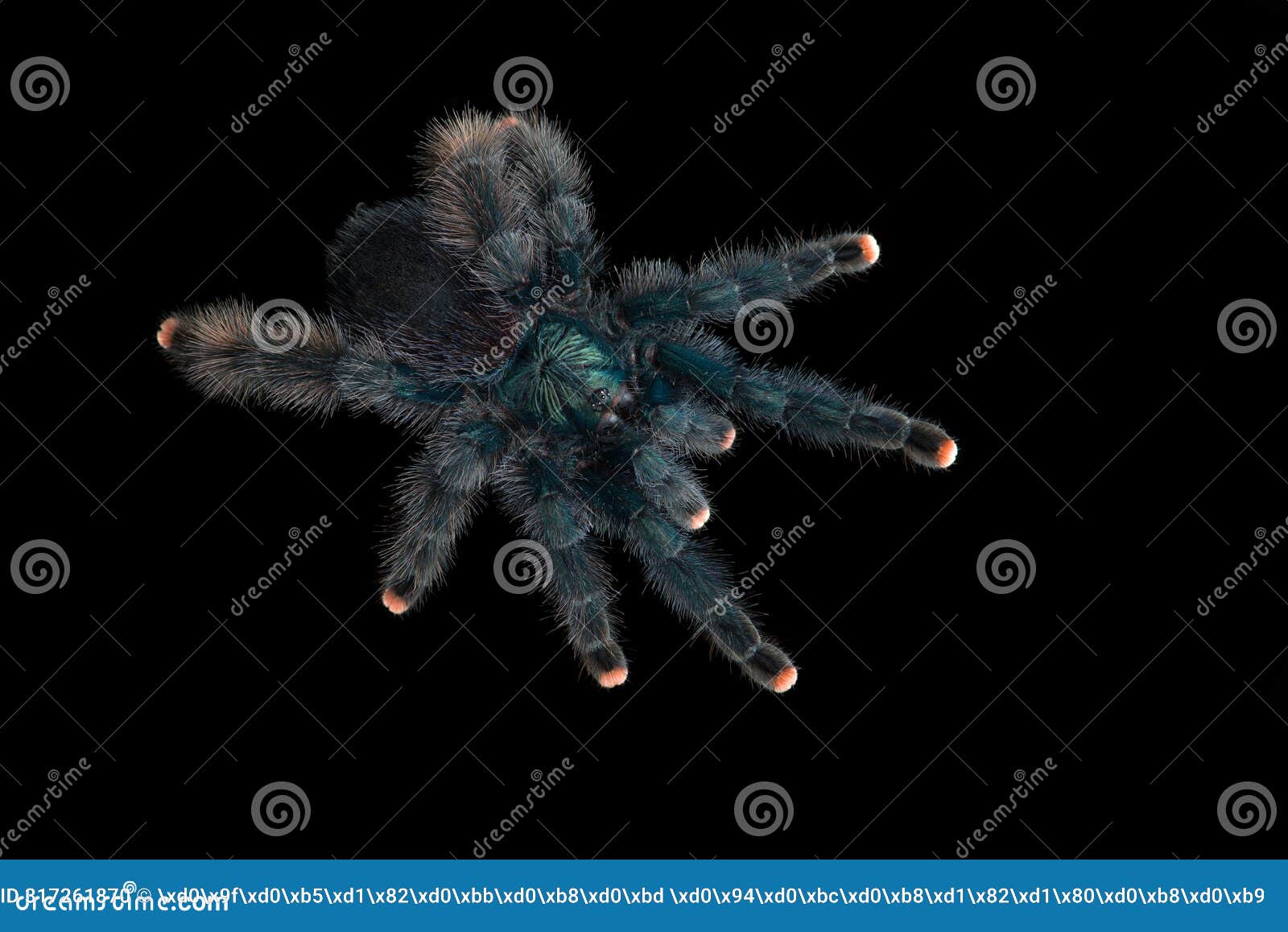 Birdeating Spider Top View Isolated On Black Background Royalty-Free ...