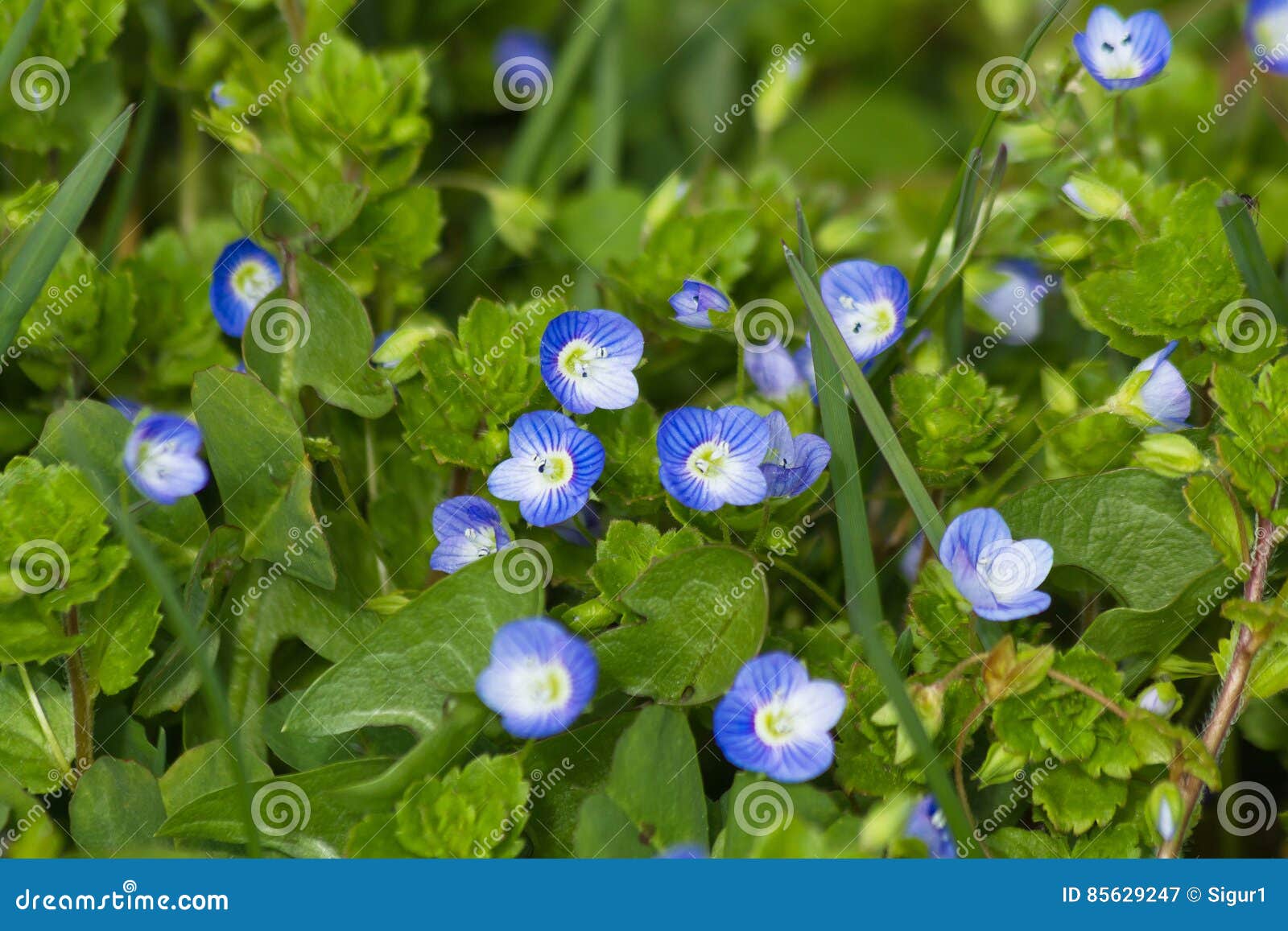 Birdeye Speedwell Flowers stock image. Image of veronica - 85629247