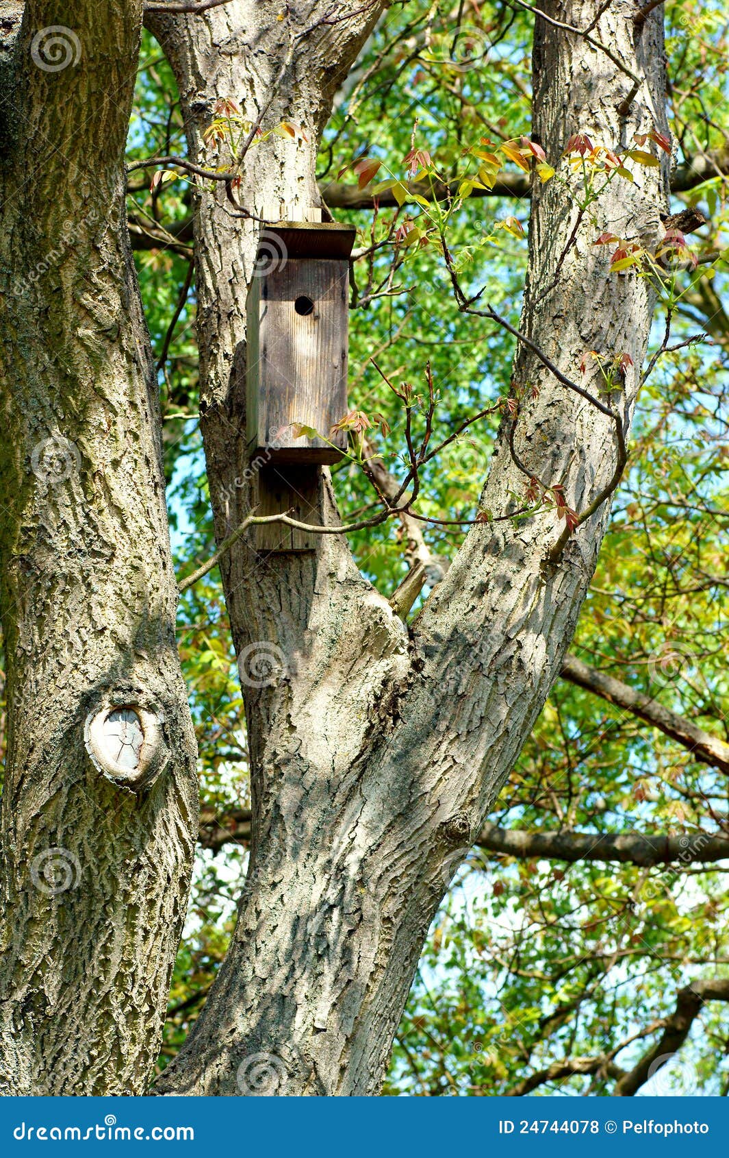 Birdhouse stock photo. Image of nature, nest, deciduous - 24744078