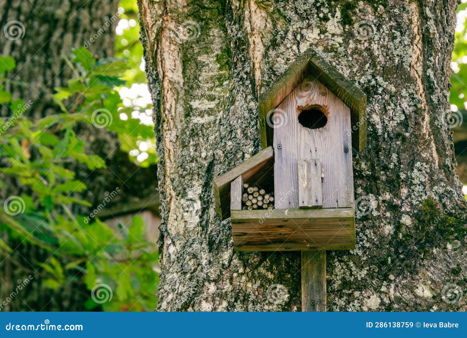 A Birdhouse in an Oak Tree with Two Rooms Stock Image - Image of flora ...