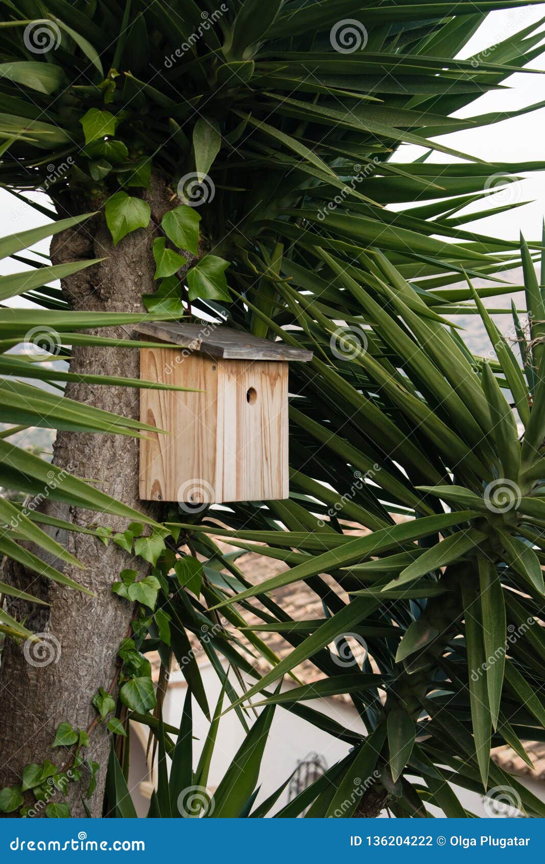Birdhouse on Palm Tree, Nesting Box Stock Photo - Image of leaf, natural: 136204222