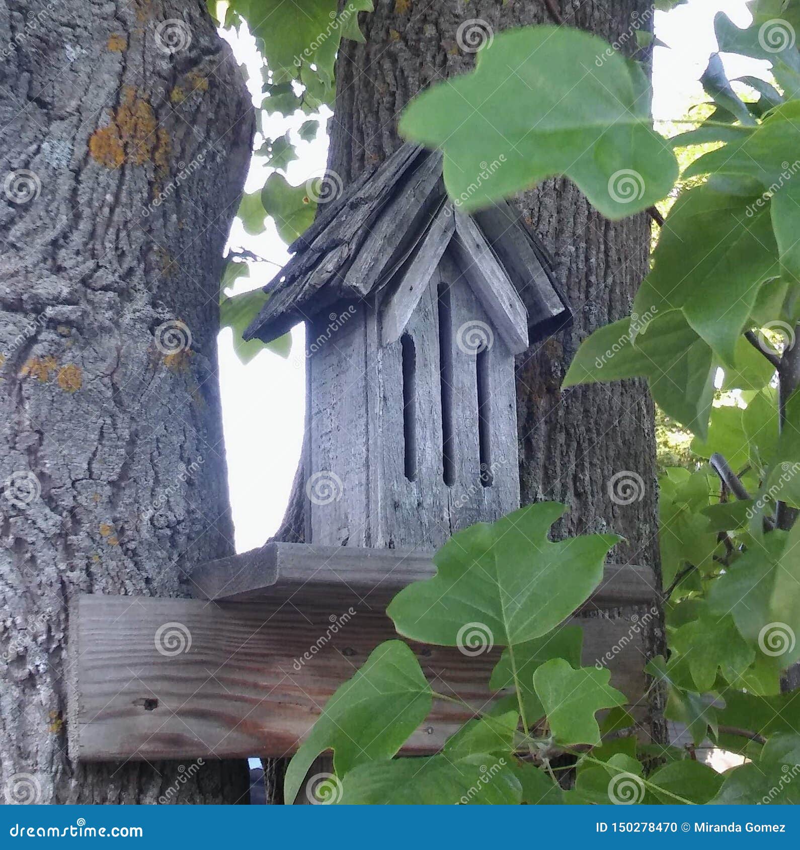 Birdhouse in tree stock photo. Image of simple, fauna - 150278470