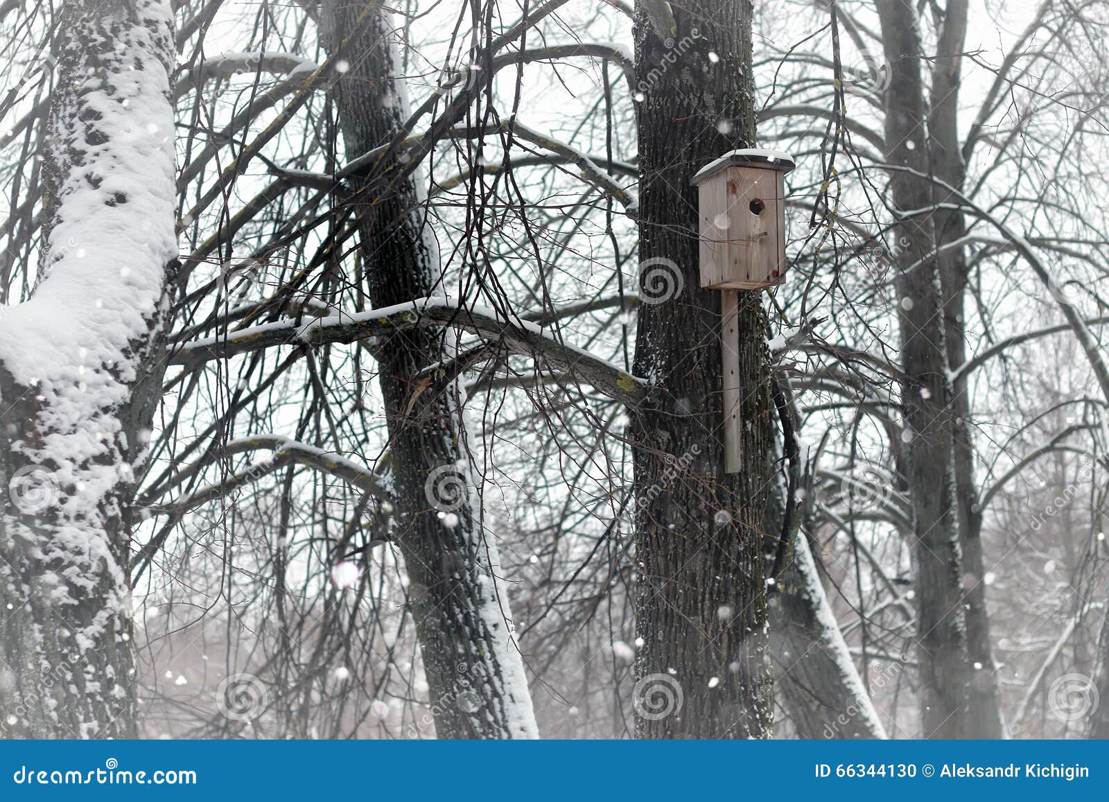 Birdhouse in Tree in Snow Winter Stock Photo - Image of natural, fluffy ...