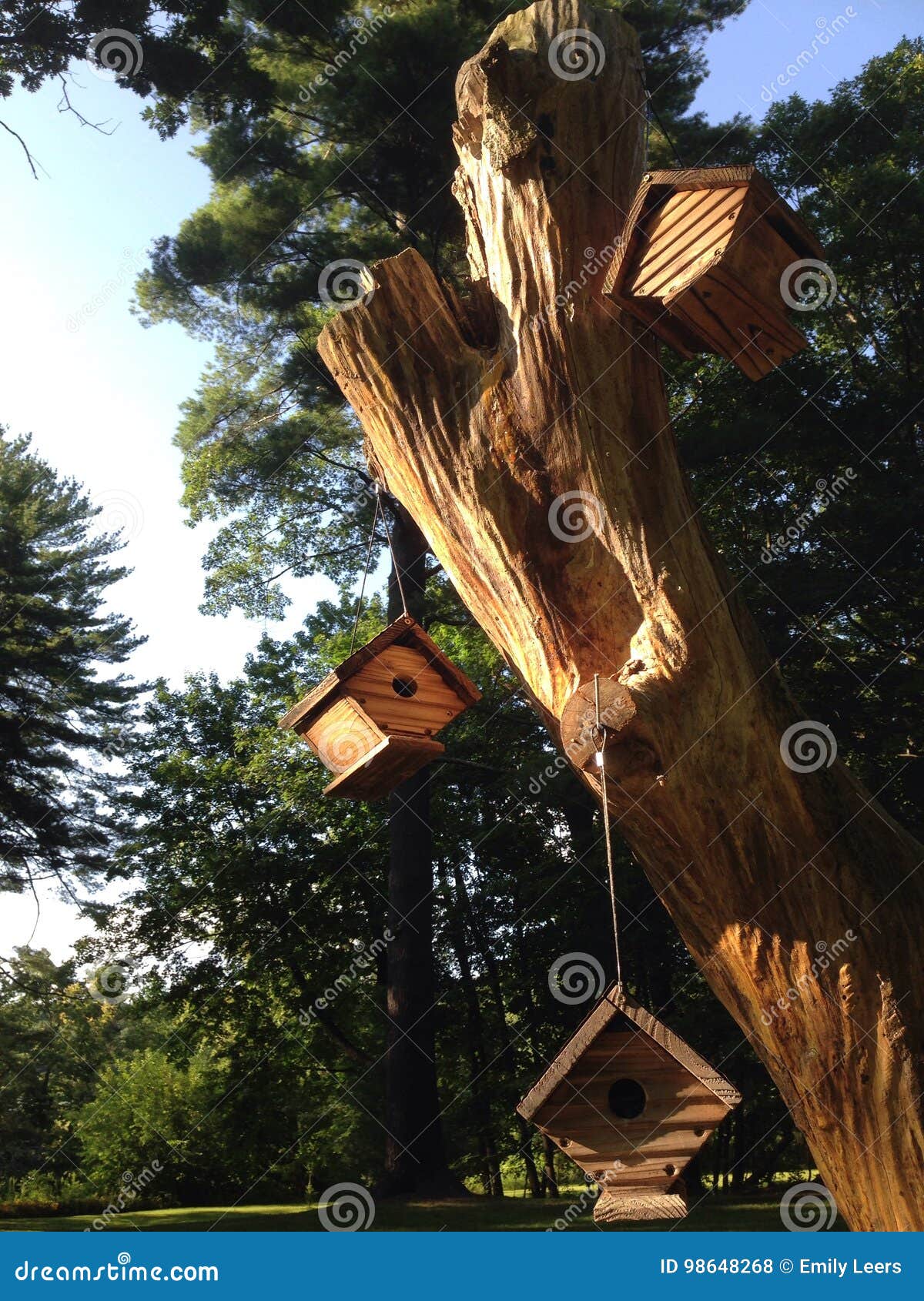 Birdhouses on tree stock photo. Image of country, sunlight - 98648268