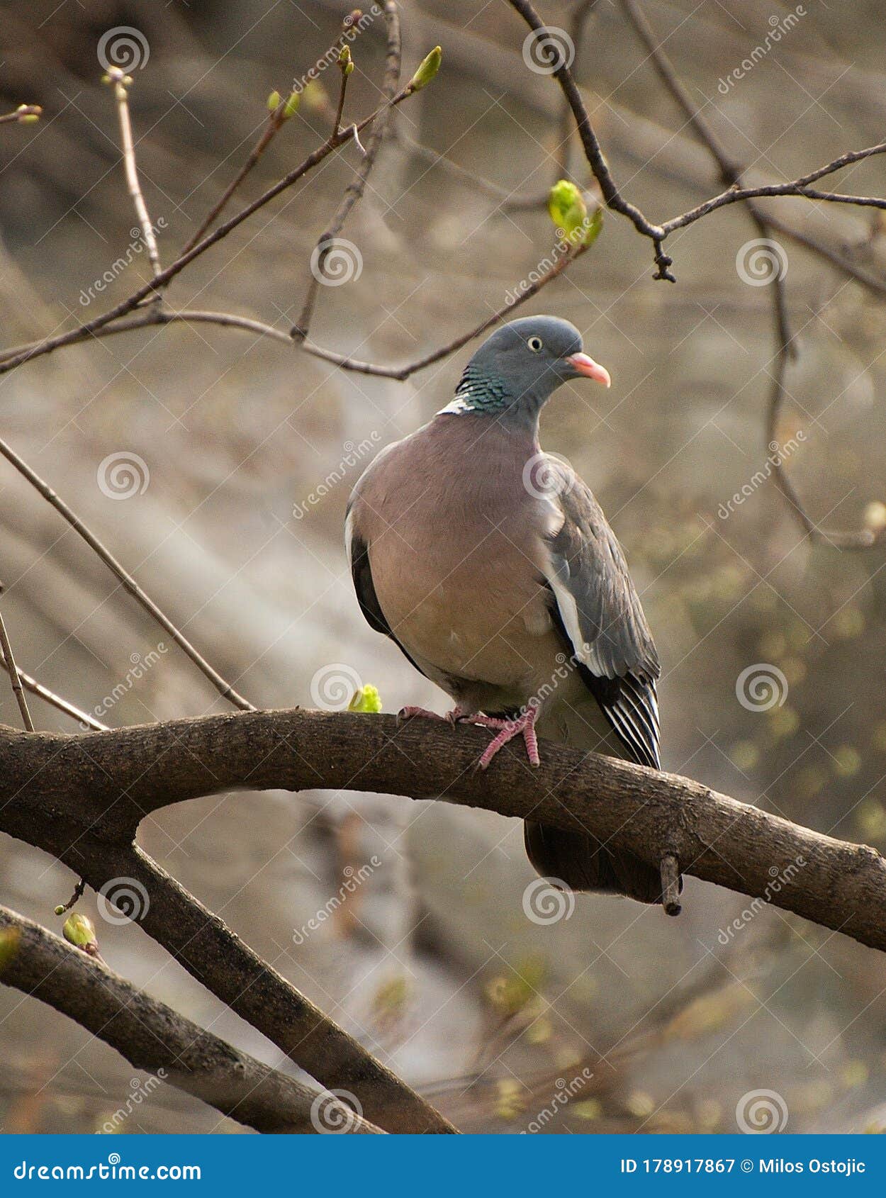 The birdie on the tree stock image. Image of wallpaper - 178917867