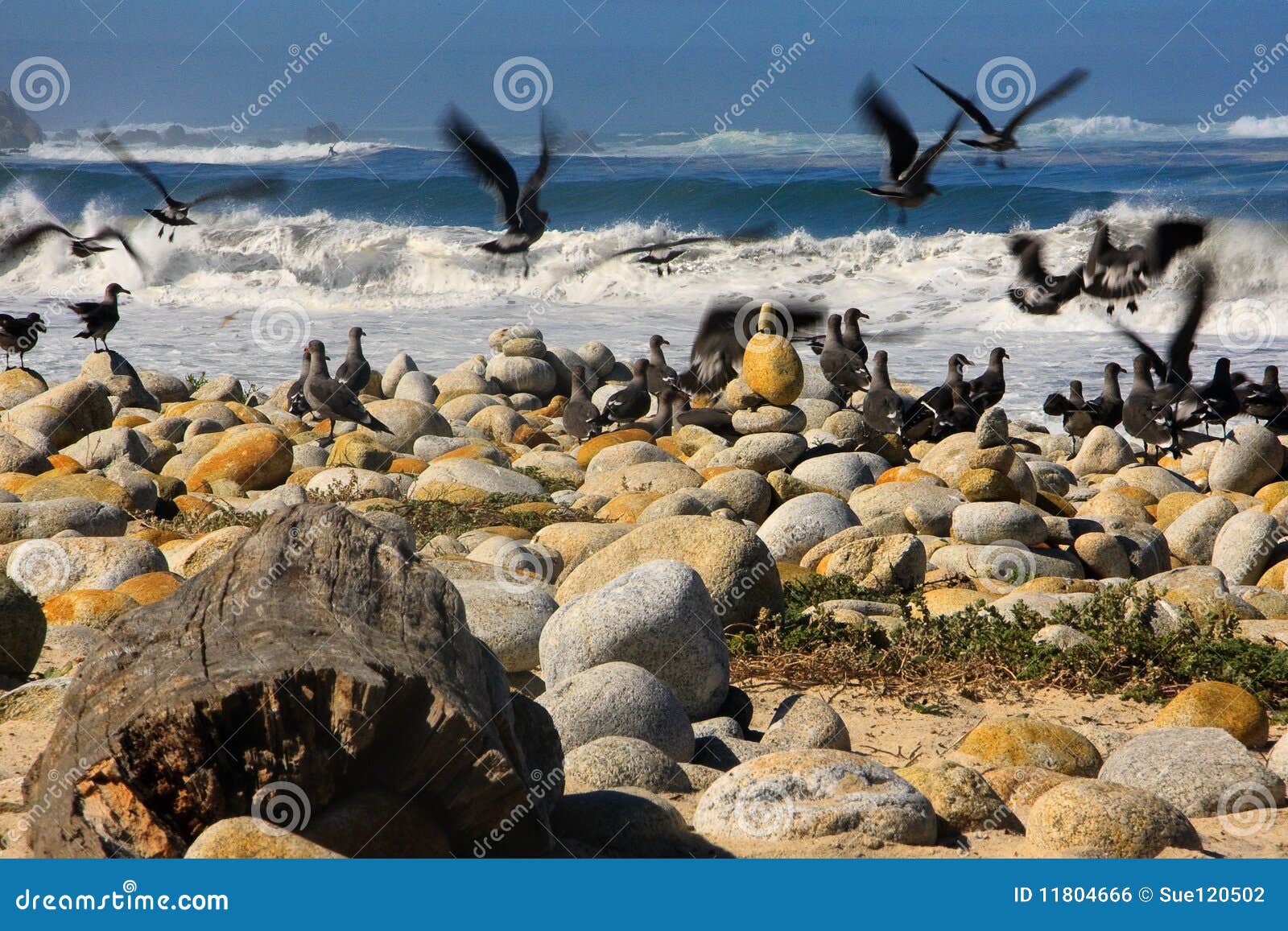 The Birds stock photo. Image of flying, pebbles, seaside - 11804666