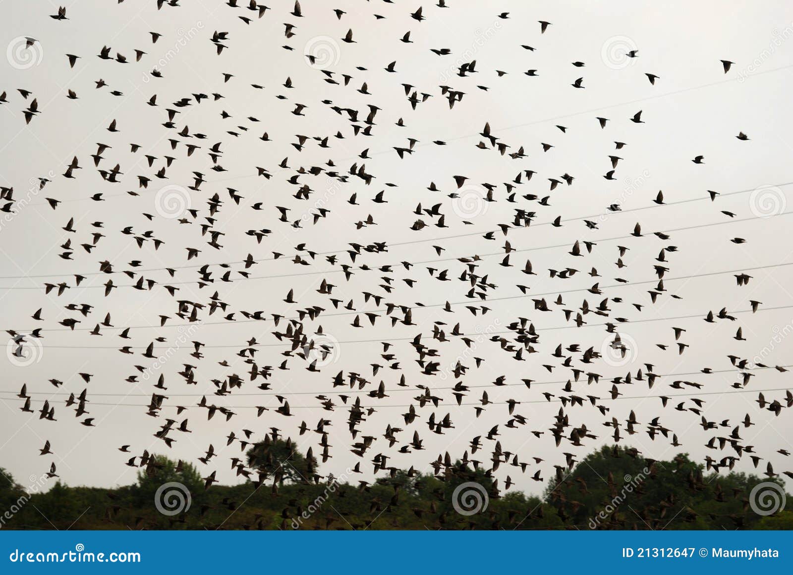 Birds stock image. Image of rural, animal, large, fields - 21312647