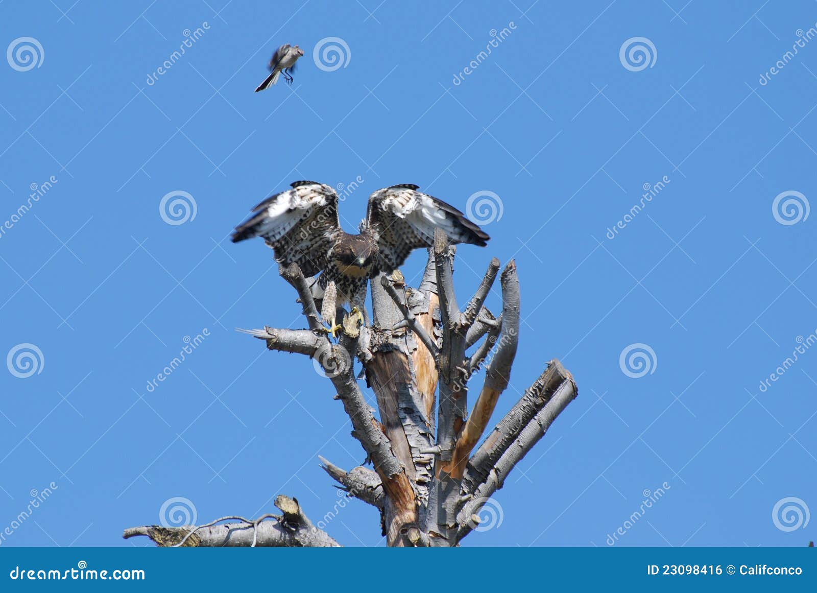 Bird Attacking Gladiator Mosaic Royalty-Free Stock Photography ...