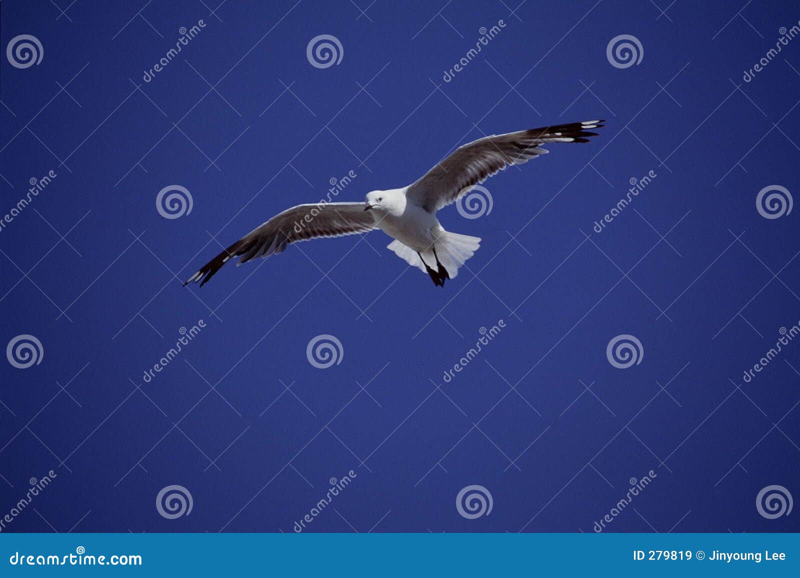 Birds stock image. Image of wing, webbed, bird, green, field - 279819