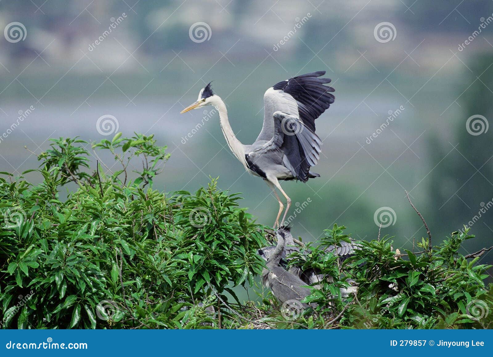 Birds stock image. Image of feather, webbed, crane, close - 279857
