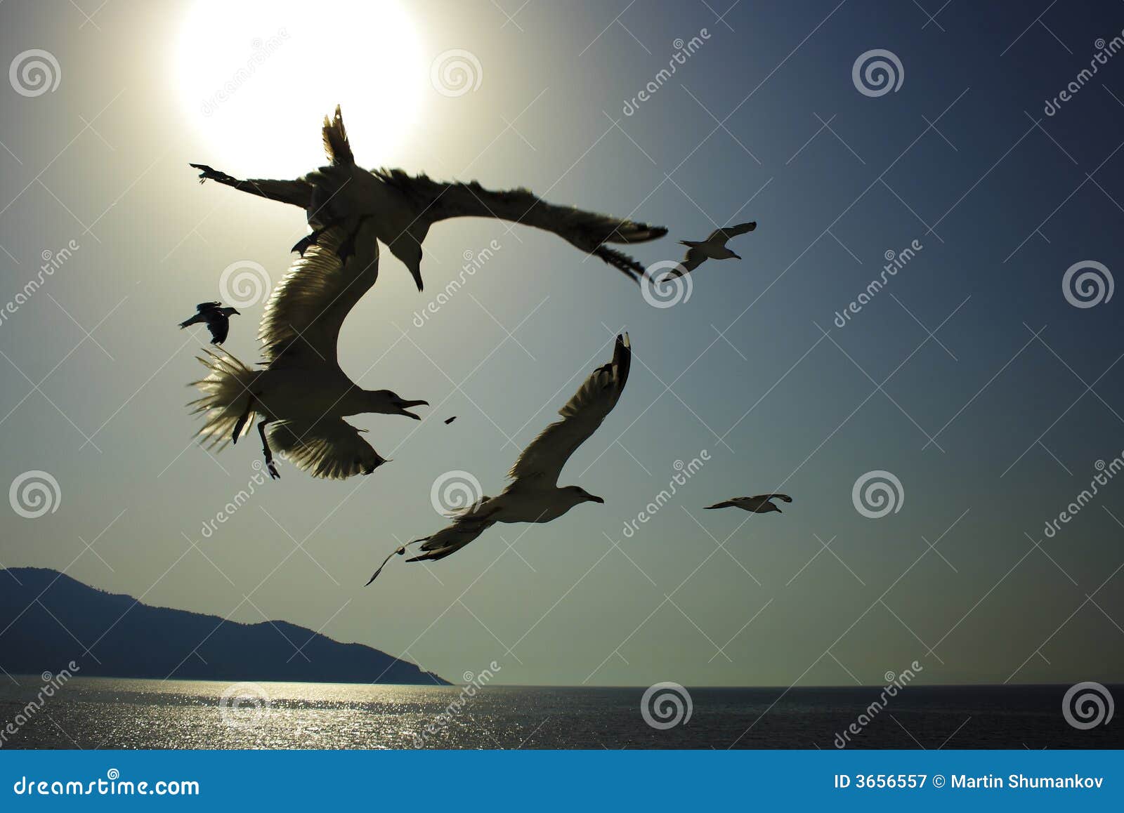 Birds stock image. Image of island, catch, food, bird - 3656557