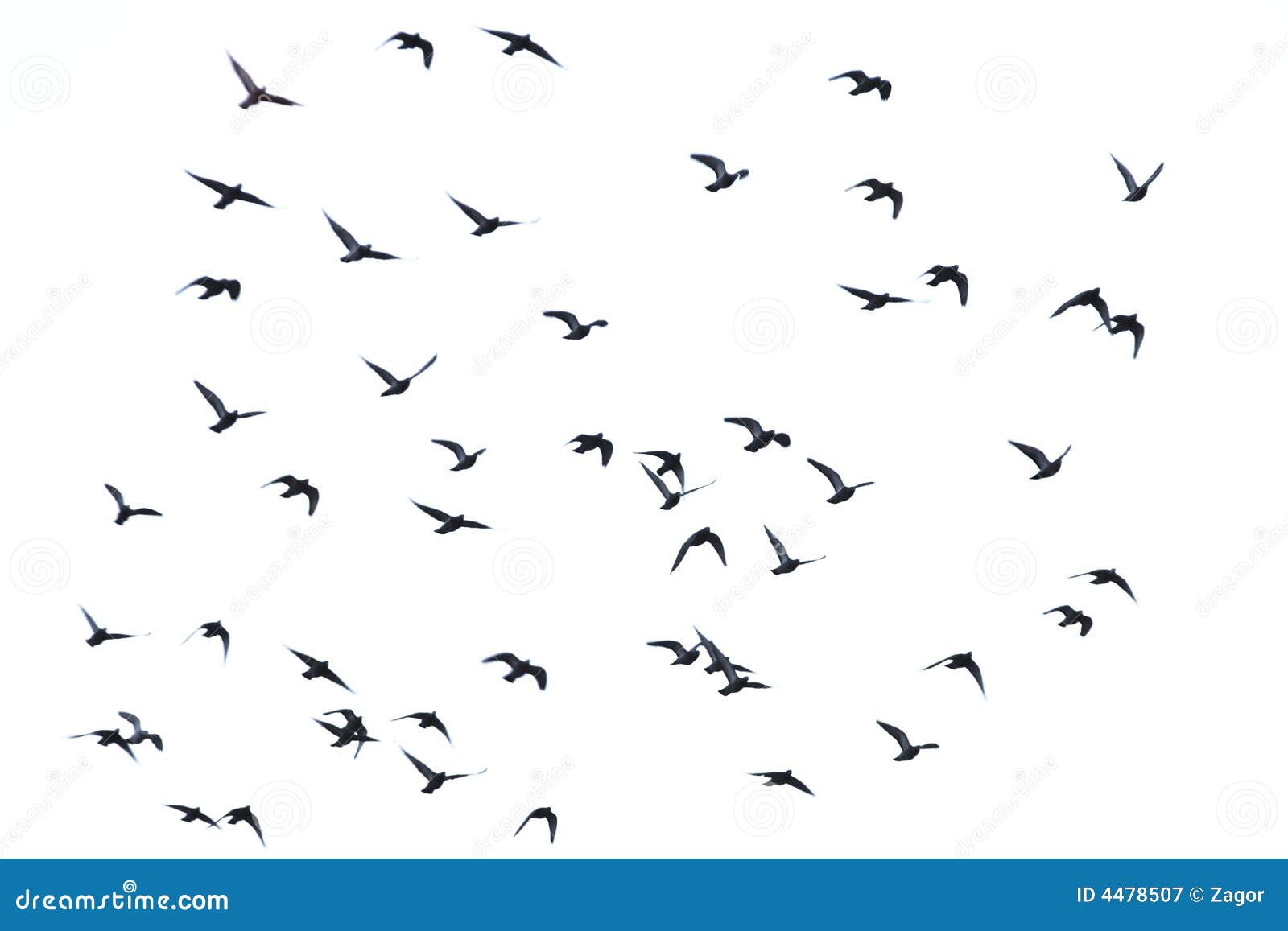 Birds stock image. Image of birds, nature, life, swarming - 4478507