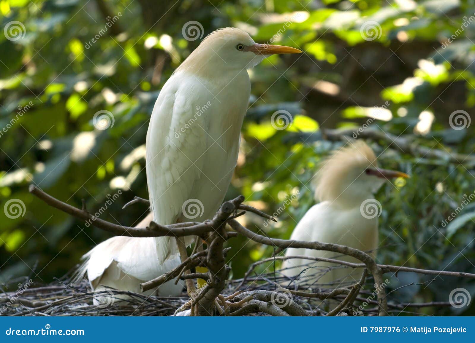 Birds stock photo. Image of cattle, bird, egret, ibis - 7987976