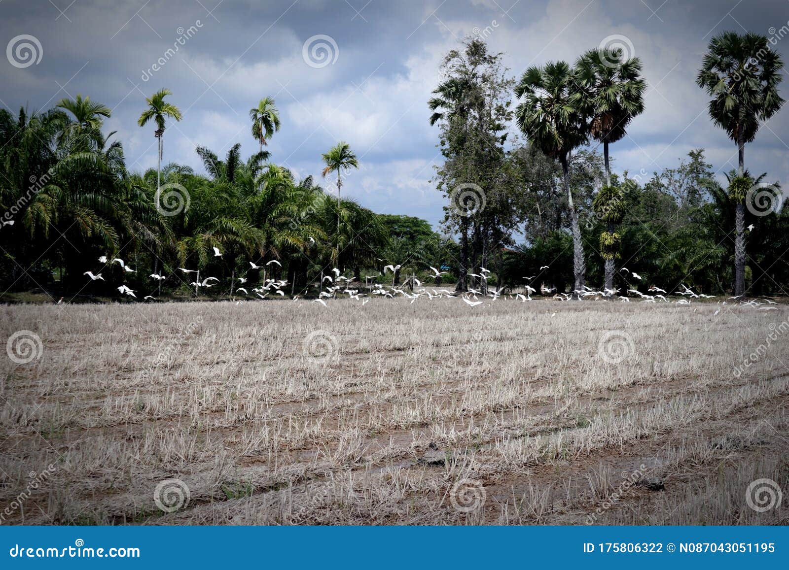 Birds above the dry fields stock photo. Image of dryseason - 175806322