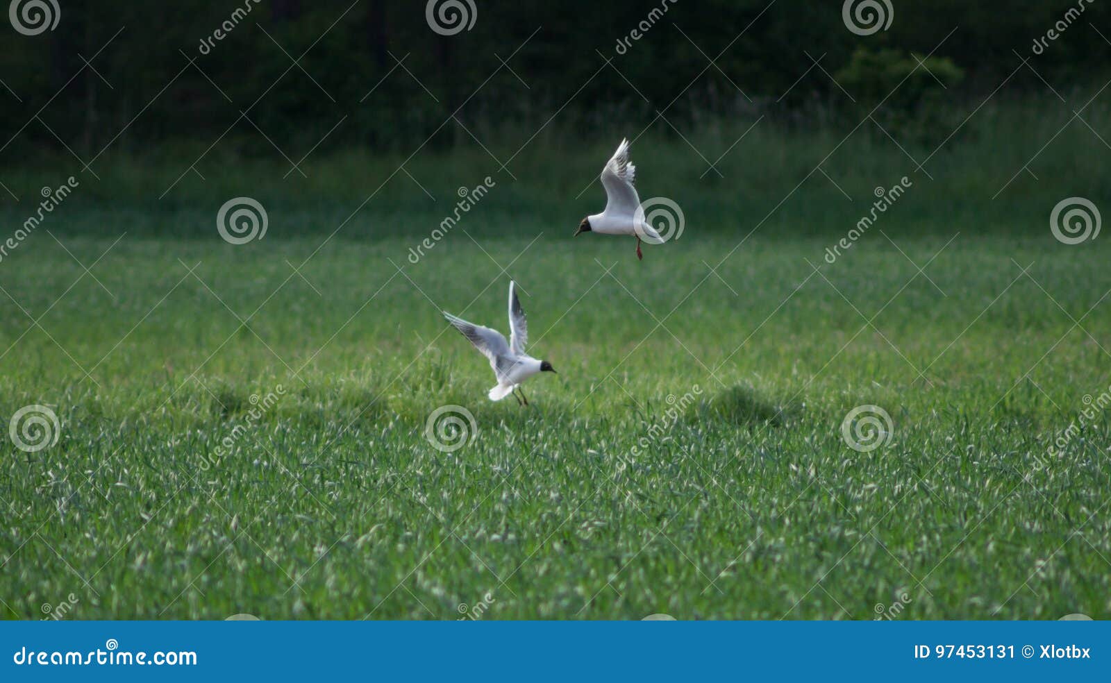 Birds above field stock image. Image of green, field - 97453131