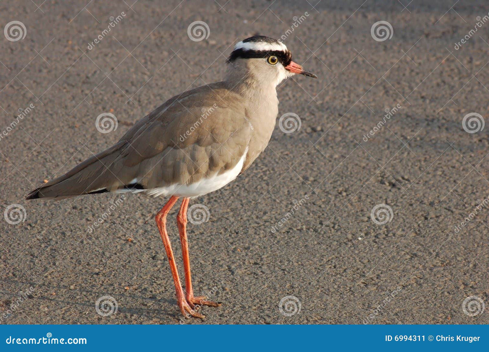 Birds of Africa: Crowned Plover Stock Image - Image of plover, bird ...