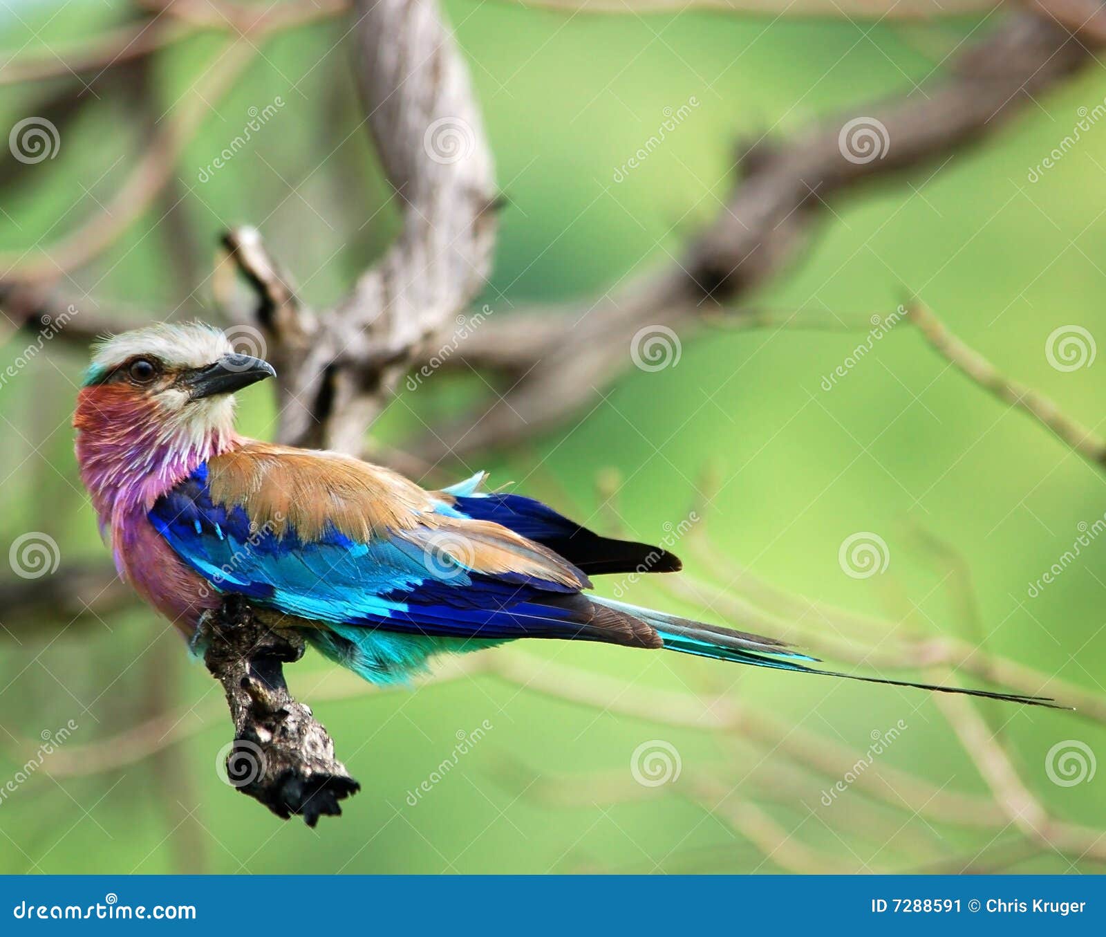 Birds of Africa: Lilacbreasted Roller Stock Image - Image of bright ...