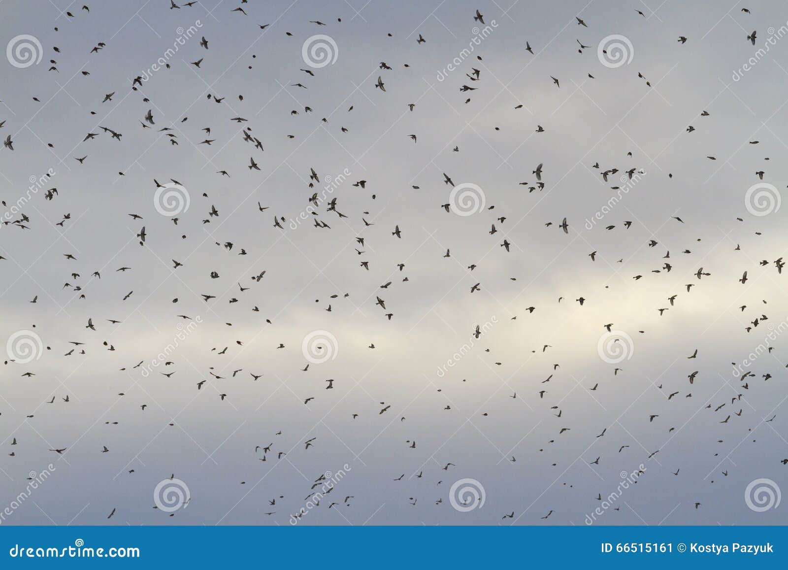 Birds Against the Sky Flying in Different Directions Stock Image ...