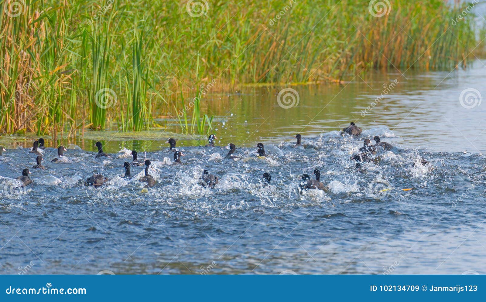Birds Along the Shore of a Pond in Sunlight at Fall Stock Image - Image ...
