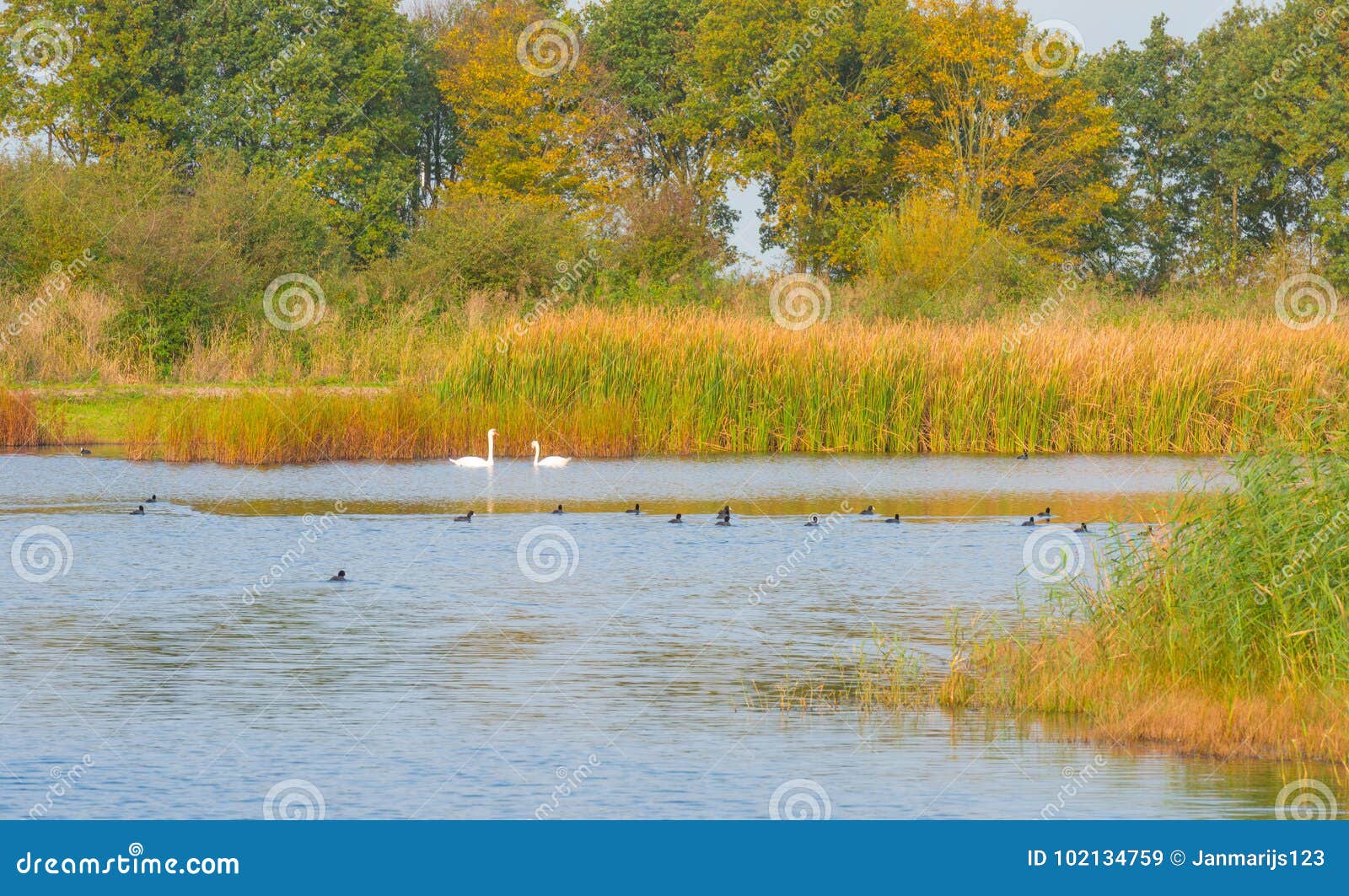 Birds Along the Shore of a Pond in Sunlight at Fall Stock Image - Image ...