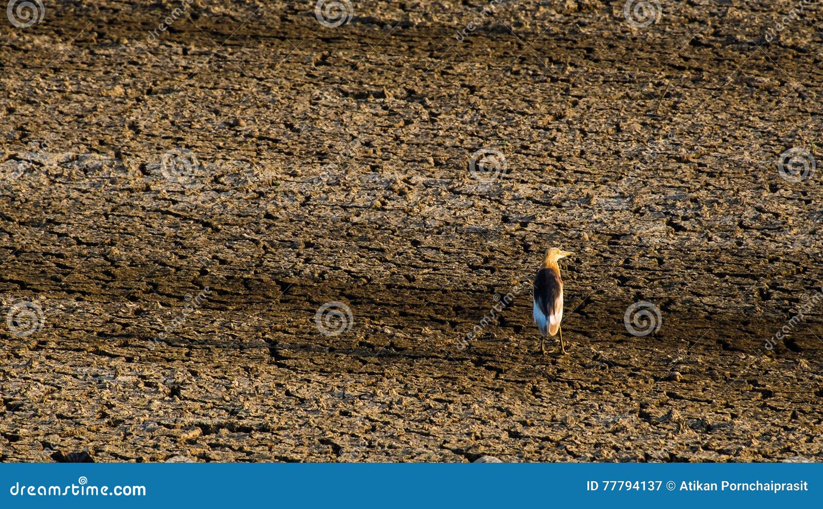 Birds amid drought stock image. Image of barren, bird - 77794137