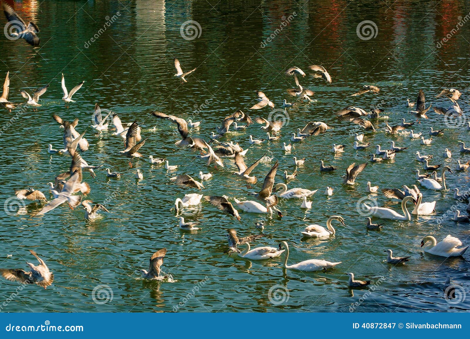 Birds stock image. Image of exeter, chaos, colors, water - 40872847