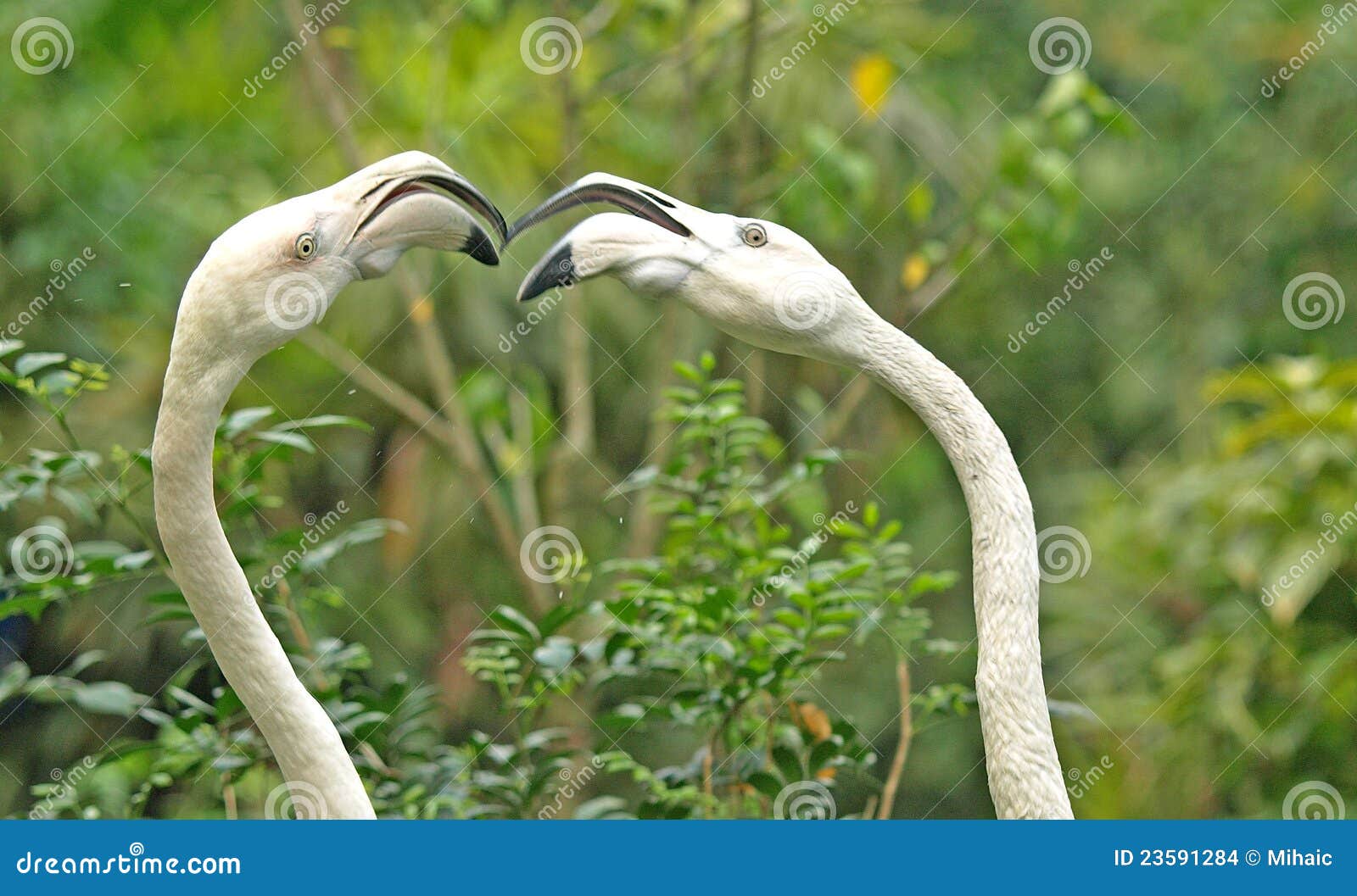 Birds arguing stock photo. Image of closeup, pair, wildlife - 23591284