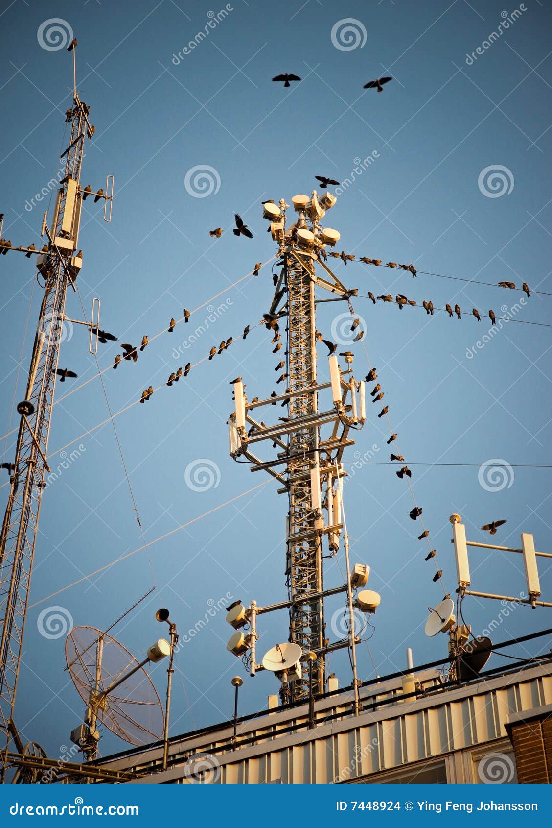 Birds Around Telecommunication Tower Stock Photo - Image of data, tower ...