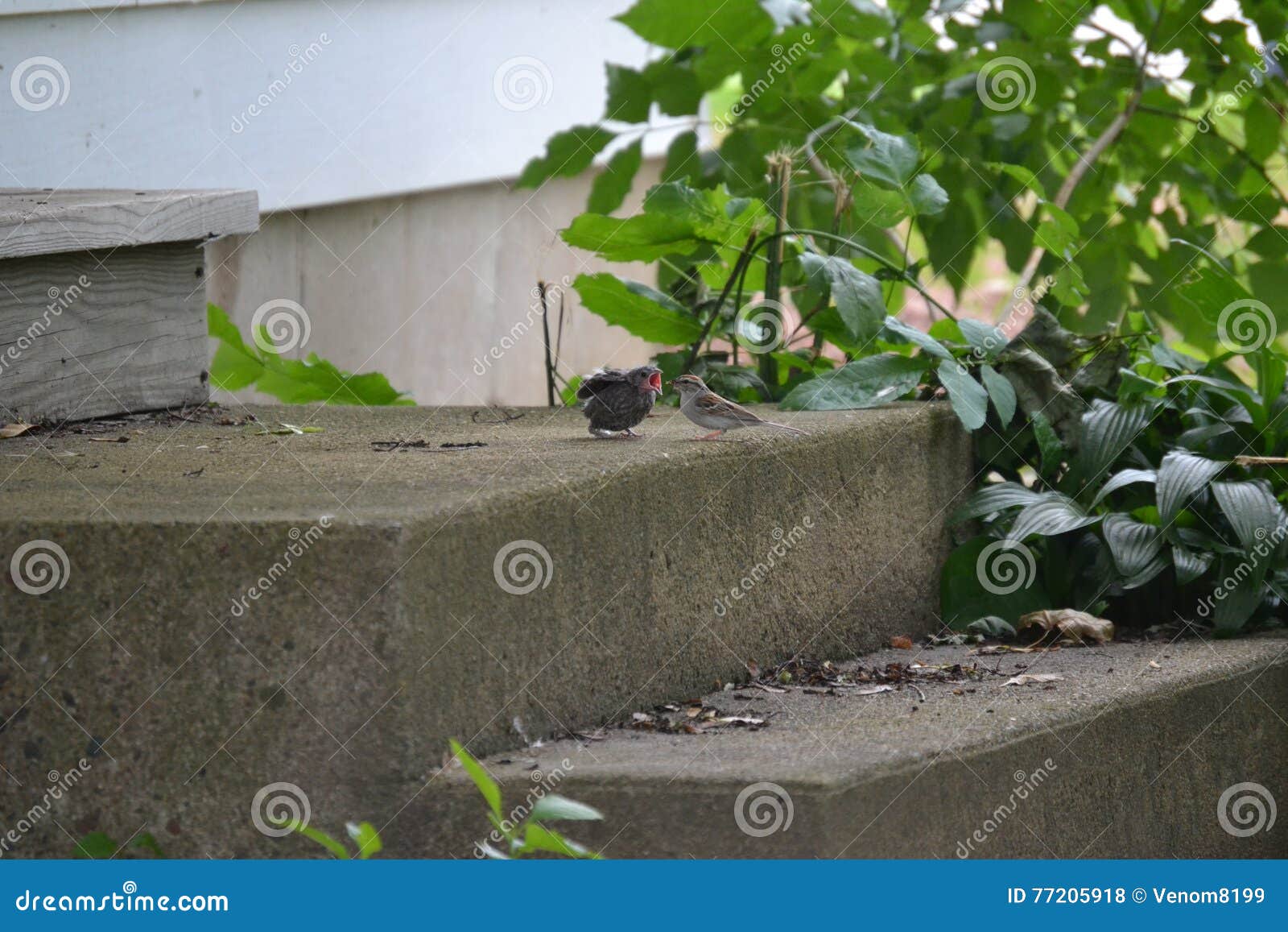 Birds stock photo. Image of bird, birds, steps, nature - 77205918