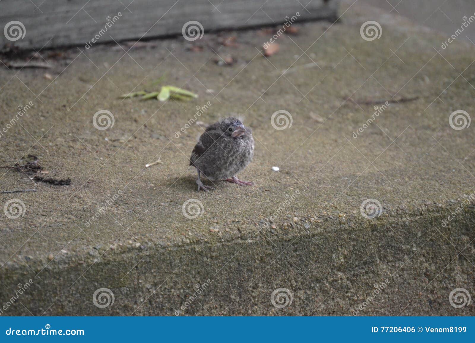 Birds stock photo. Image of fauna, wildlife, birds, steps - 77206406