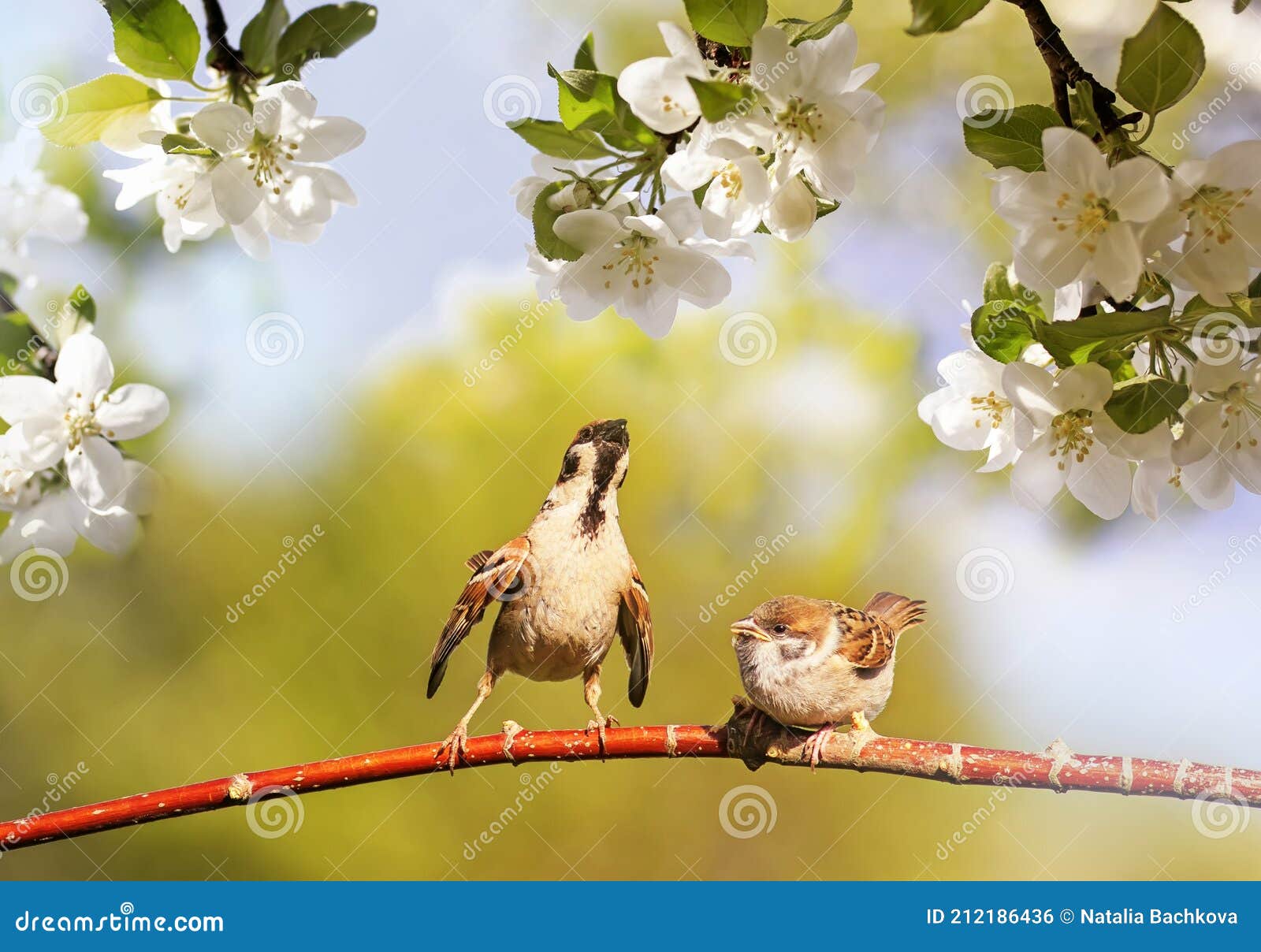 Birds and Baby Sparrows they Sit in Spring Sunny Bloom on the Branches ...
