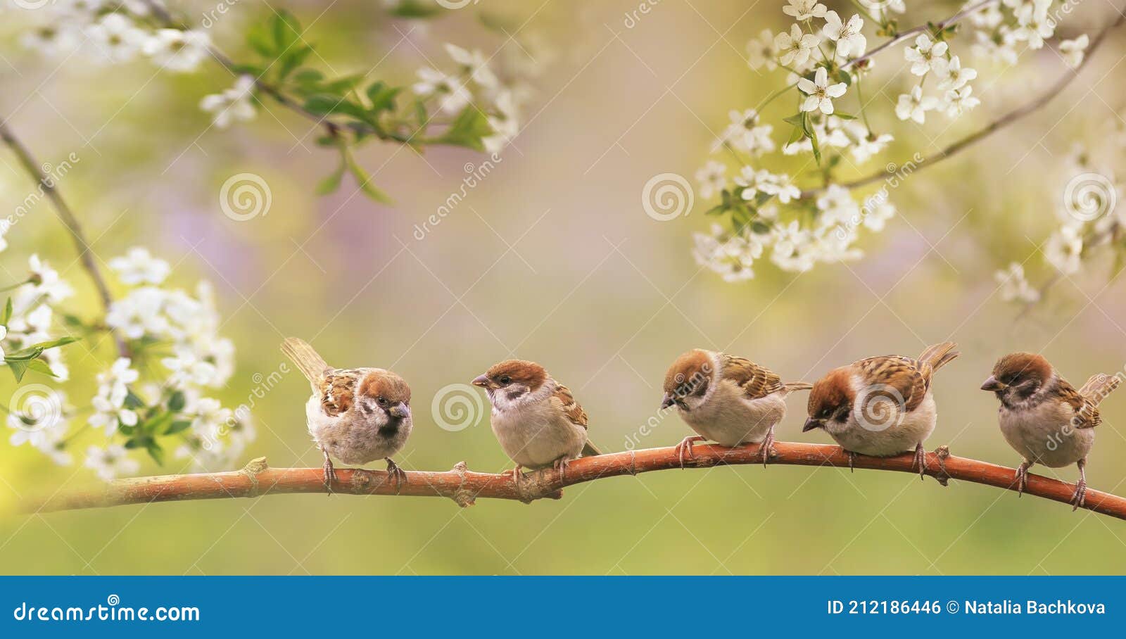 Birds and Baby Sparrows they Sit in Spring Sunny Bloom on the Branches ...
