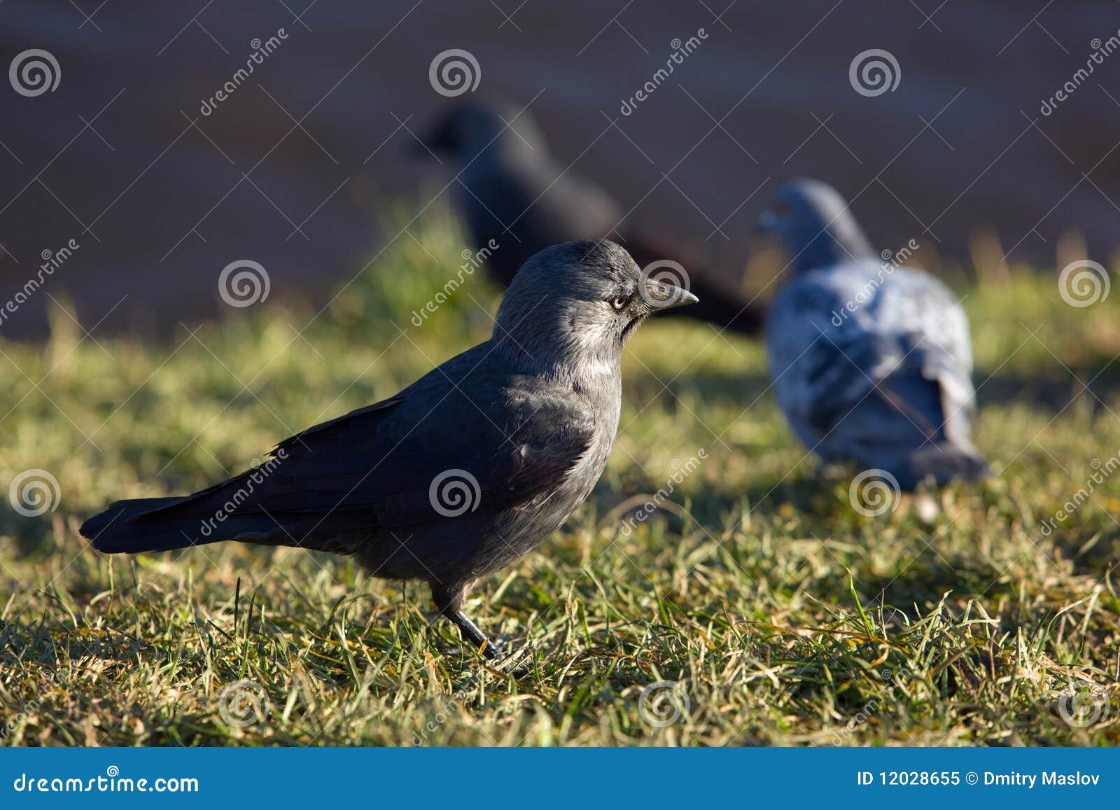 Birds on the bank stock image. Image of outdoors, black - 12028655