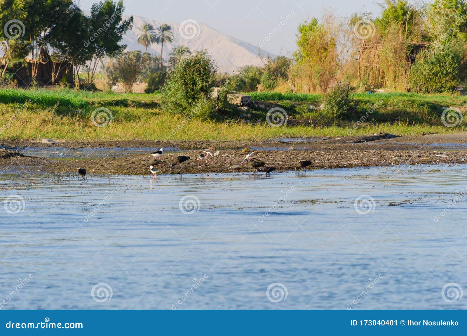 Birds on the Banks of the Nile River in Egypt Stock Image - Image of ...
