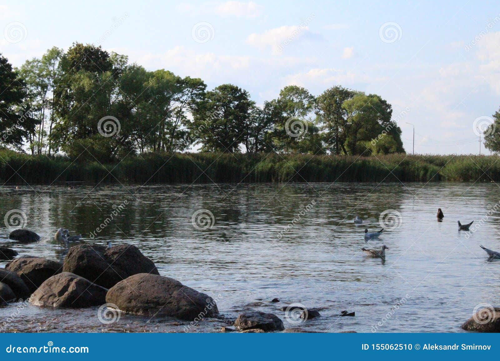 Birds Basking in the Lake at Sunset Stock Photo - Image of animals ...