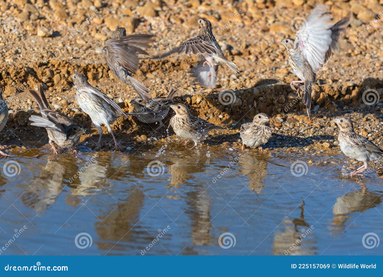 Birds Bathe in a Puddle in Summer. a Nice Bath in Summer Stock Image ...