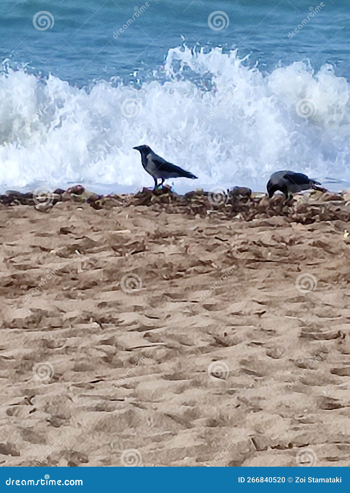 Birds on the beach stock photo. Image of wave, water - 266840520