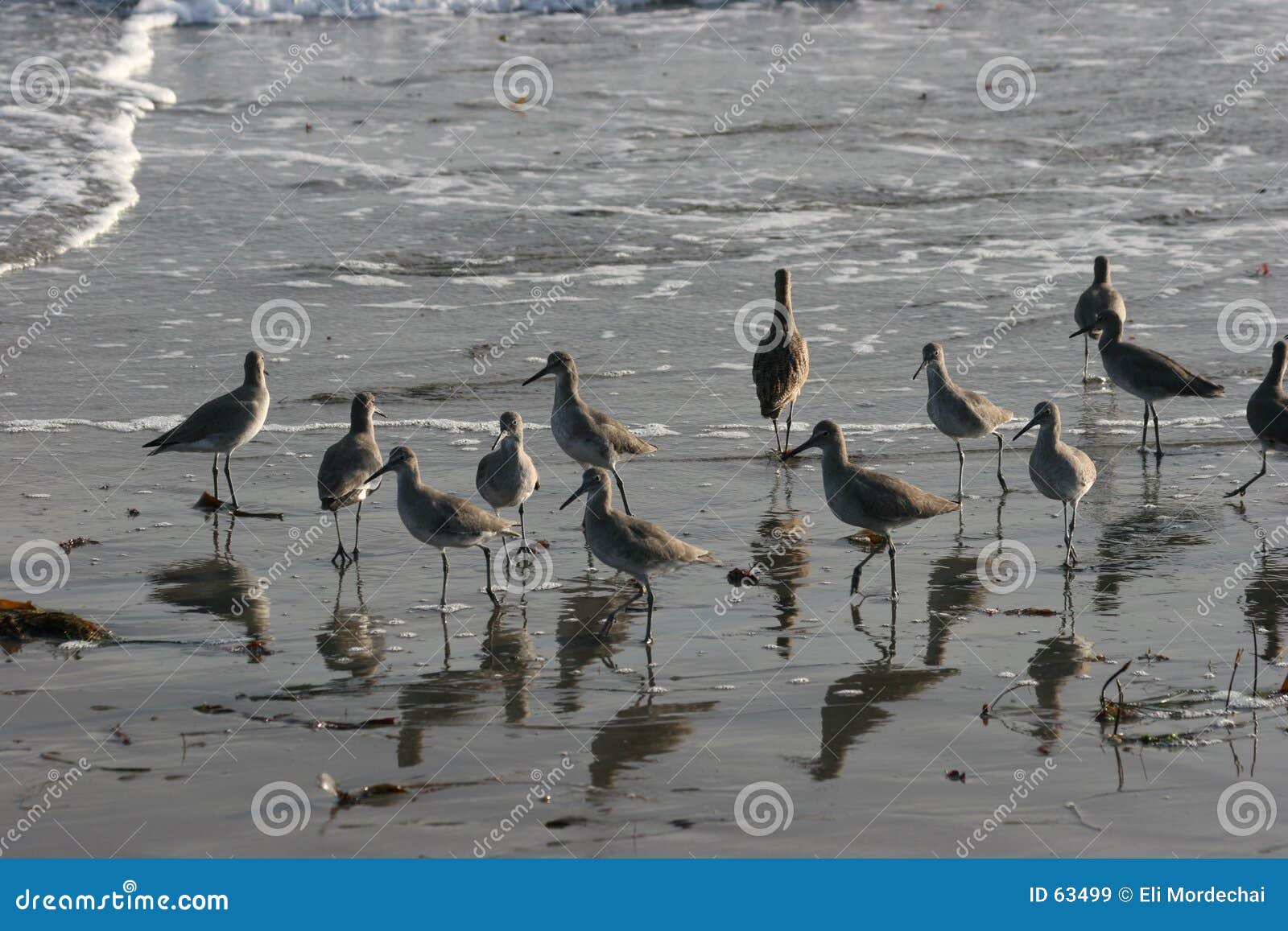 Birds on the beach stock image. Image of food, waves, sand - 63499