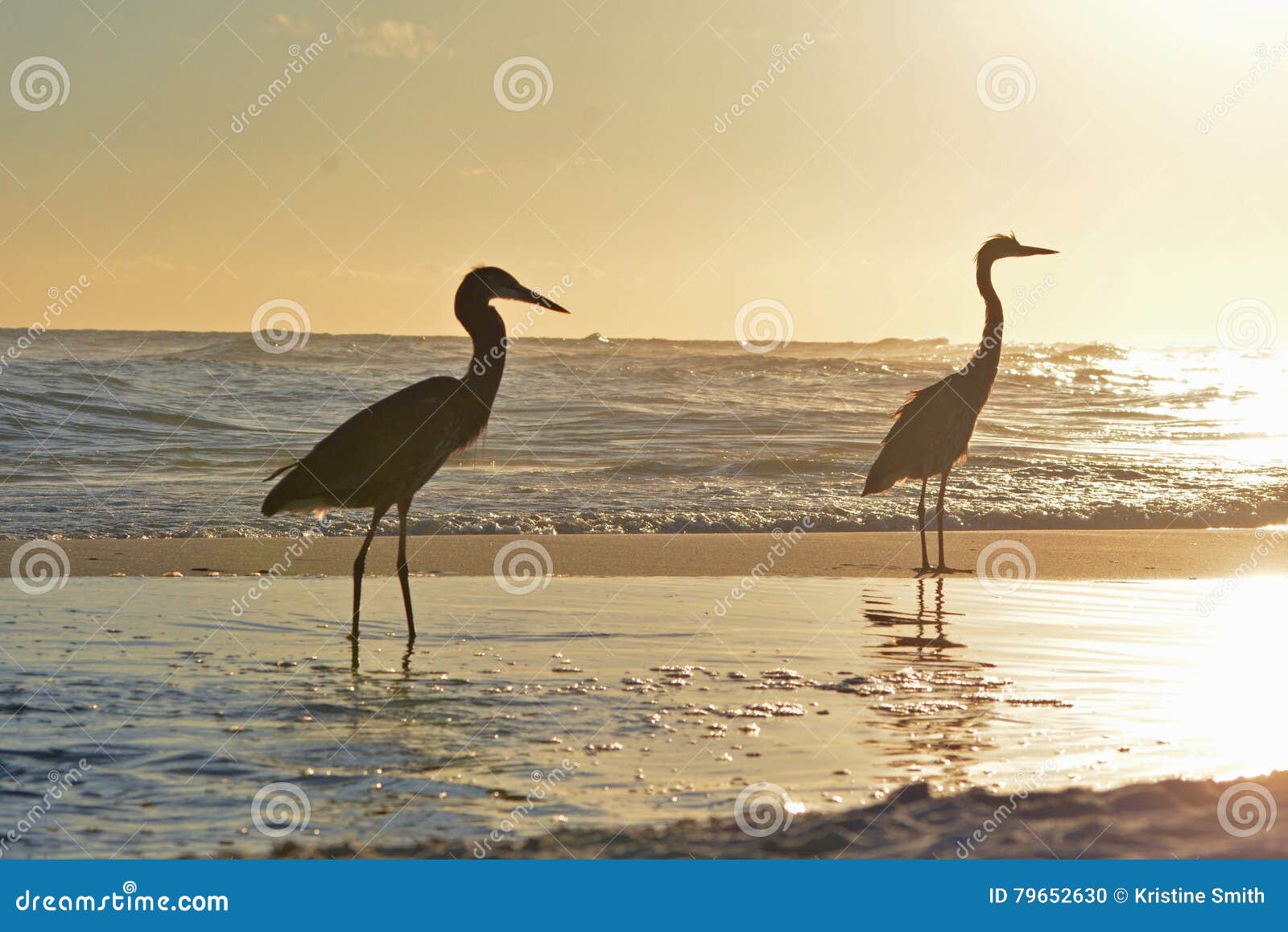 Birds on the Beach stock photo. Image of birds, hanging - 79652630