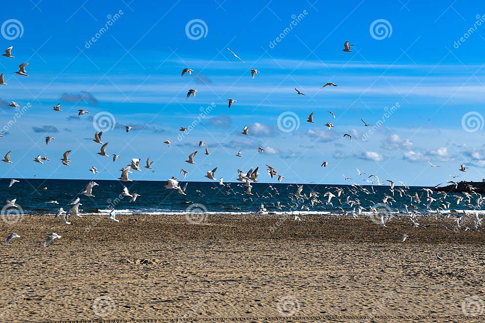 Birds and Beach Meets Together Stock Image - Image of mudflat, travel ...