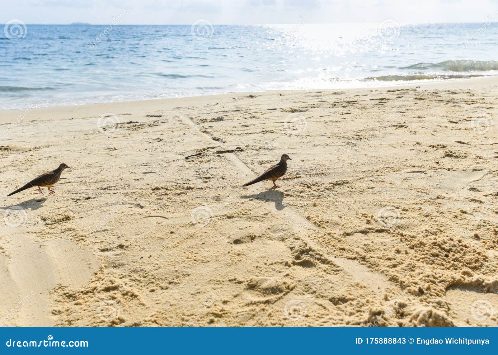 Birds on the Beach Sea - Bird Walking on Sand at Summer Stock Image ...