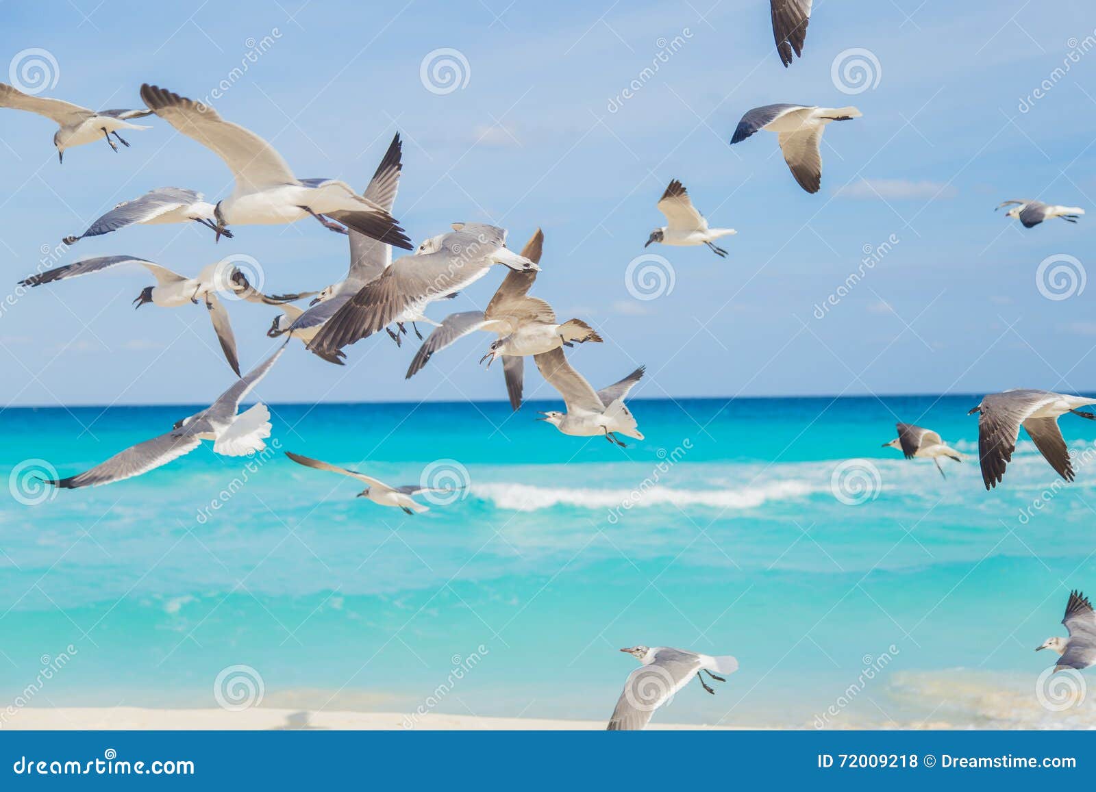 Birds on the Beach. Soaring Seagull Over the Ocean Stock Photo - Image ...