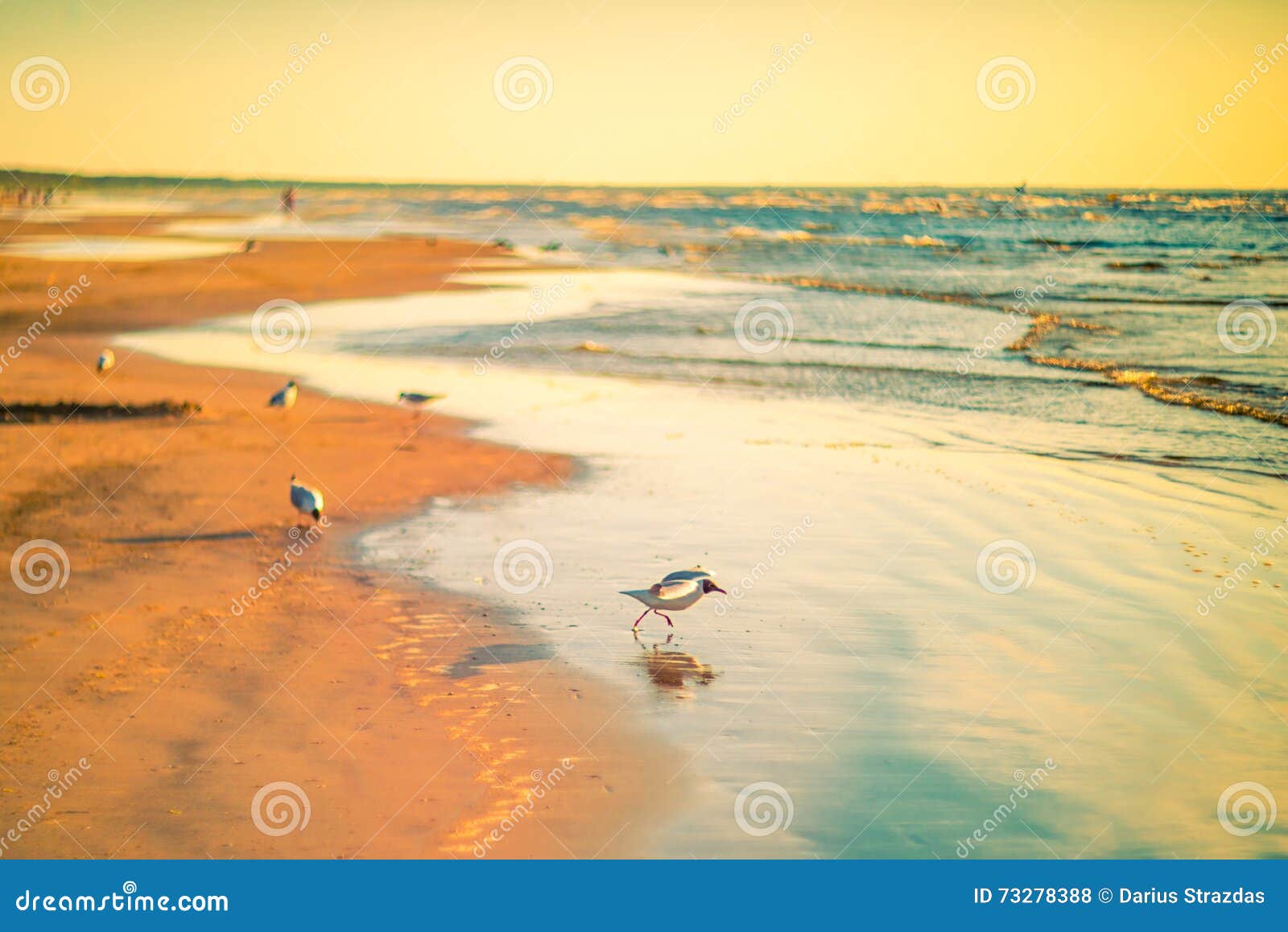 Birds at the beach sunset stock photo. Image of orange - 73278388
