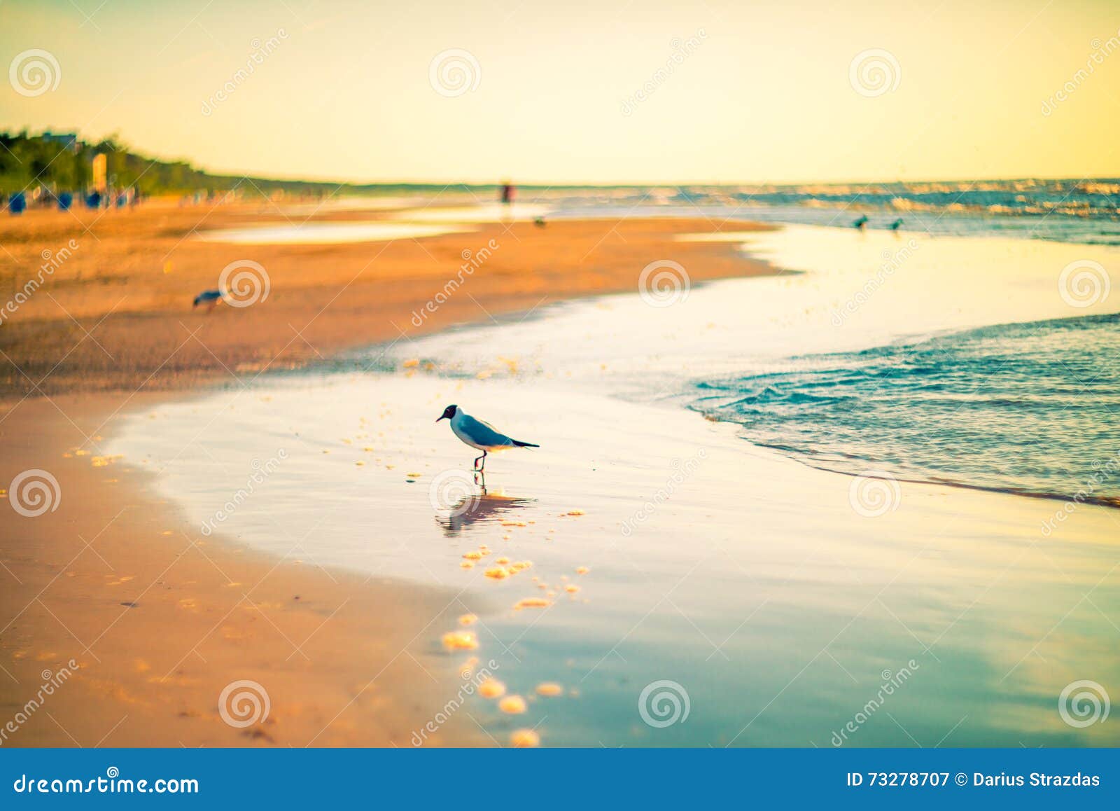 Birds at the beach sunset stock image. Image of sunset - 73278707