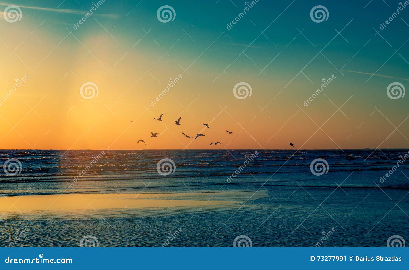 Birds at the beach sunset stock image. Image of seaside - 73277991