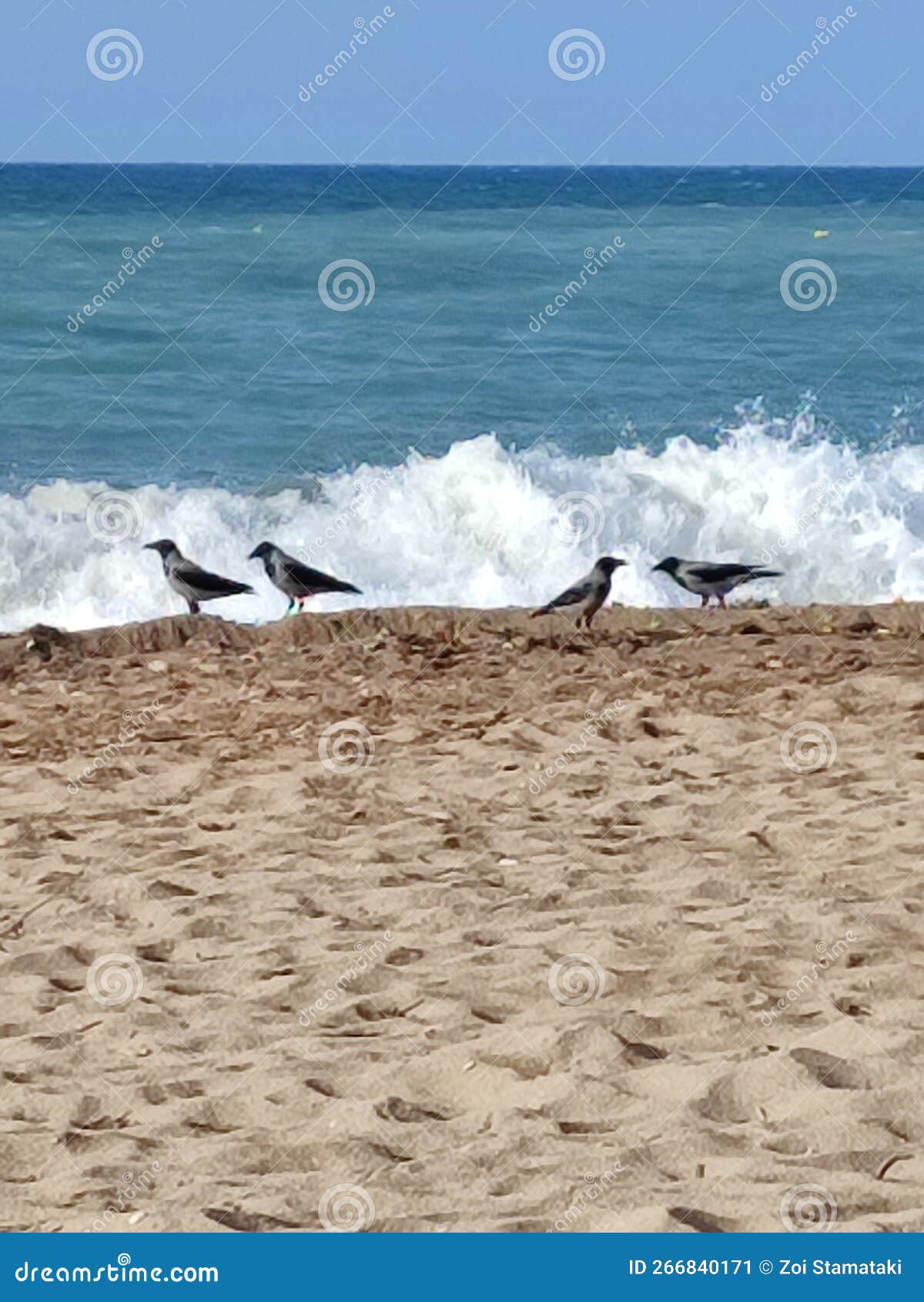 Birds beach waves stock image. Image of wind, birds - 266840171